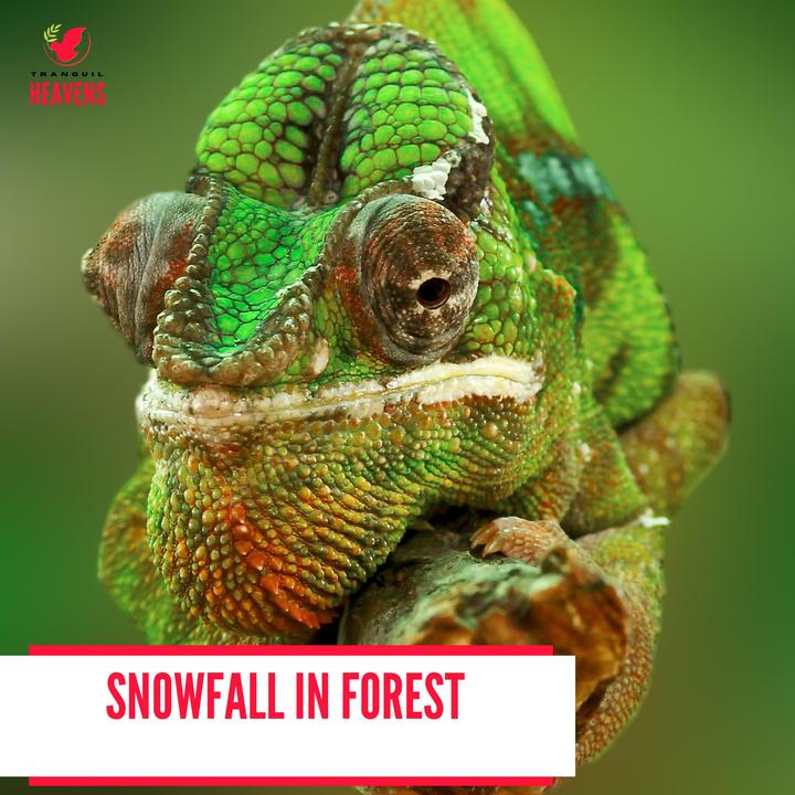 Bubbles for Fireworks_歌词_George Walker的歌曲_下载-汽水音乐