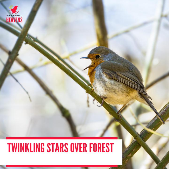 Venerable Red Tailed Hawk_歌词_Zixin Suen的歌曲_下载-汽水音乐