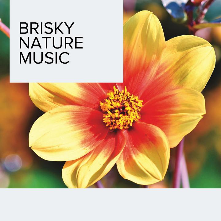 Joyful Birds Moment_歌词_Jack Lewi Nature Collective的歌曲_下载-汽水音乐