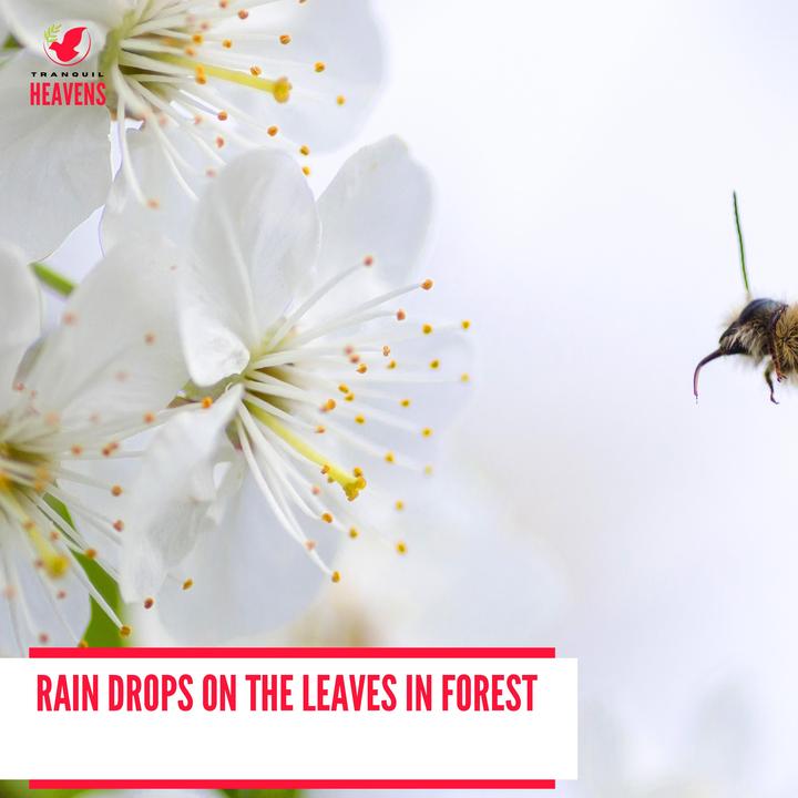 Authoritative Moderate Rain_歌词_Isla Wagner Calm Sound Collection的歌曲_下载-汽水音乐