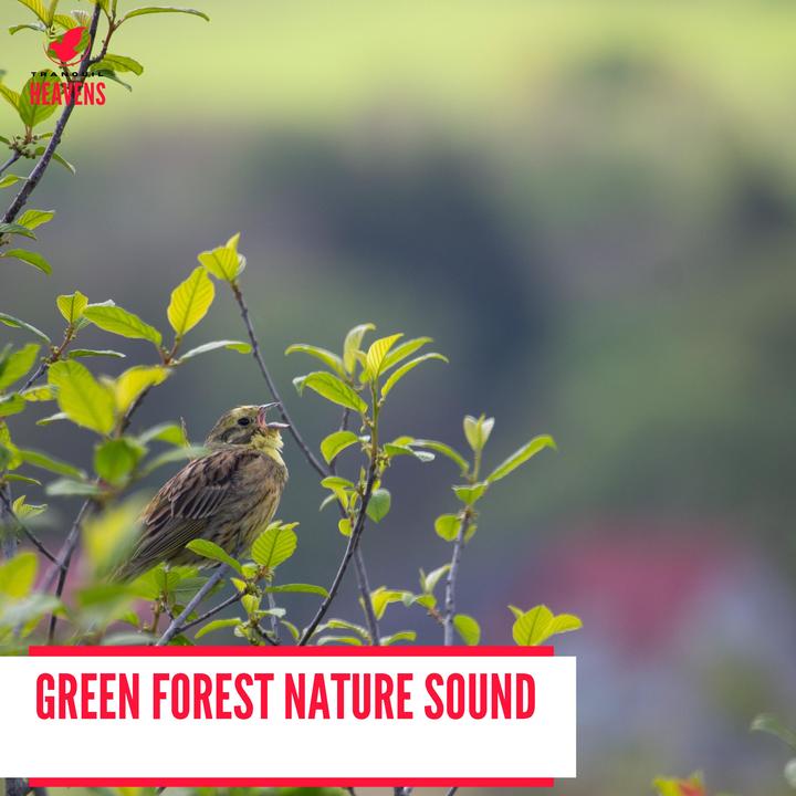 Transparent Water Drops_歌词_Adam n Joan Nature Library的歌曲_下载-汽水音乐