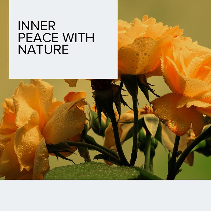 The Cosy Breeze_歌词_Ronald King的歌曲_下载-汽水音乐