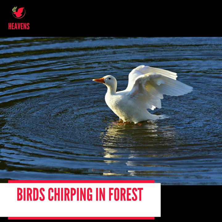 Quaint Tree Creaking_歌词_Florian Costa的歌曲_下载-汽水音乐