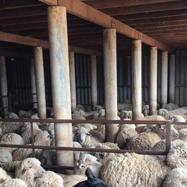 TJF VP_歌词_Shano Granite Belt Music的歌曲_下载-汽水音乐