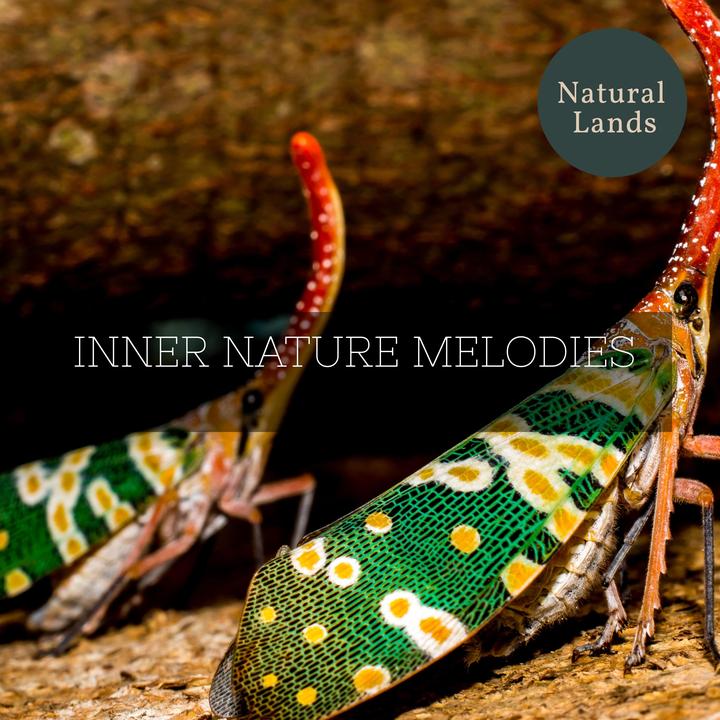 Birds of Pink Feathers_歌词_Pedro Rizzo的歌曲_下载-汽水音乐