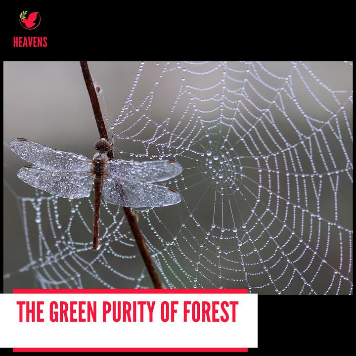 Restless Water Ripples_歌词_Jordon Whales Nature的歌曲_下载-汽水音乐