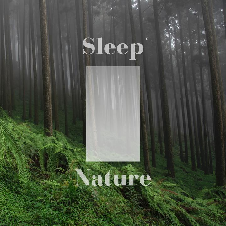 白噪音 林夜虫鸣 歌词 睡眠导入贵族音乐 Noble Music Project的歌曲 下载 汽水音乐