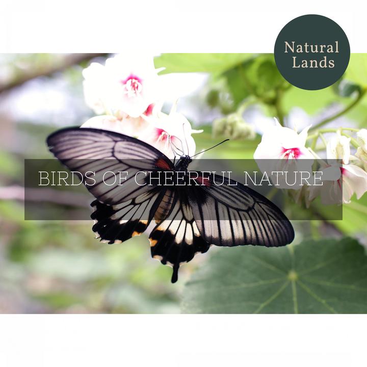 Serenity Crickets Sounds_歌词_Maja Thomsen的歌曲_下载-汽水音乐