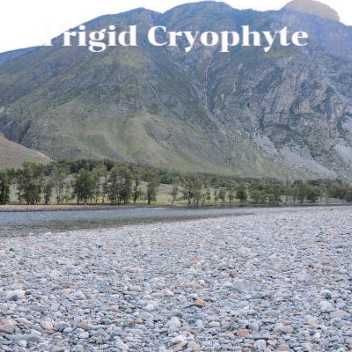 Colossal Energy-saving_歌词_Adriel Podo的歌曲_下载-汽水音乐