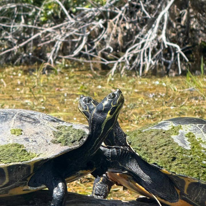 That's Life_歌词_Jonny Boi / Geniside的歌曲_下载-汽水音乐