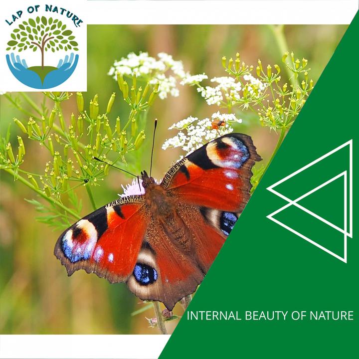 Multicolored Birds_歌词_Lovely Nature Touch Music的歌曲_下载-汽水音乐